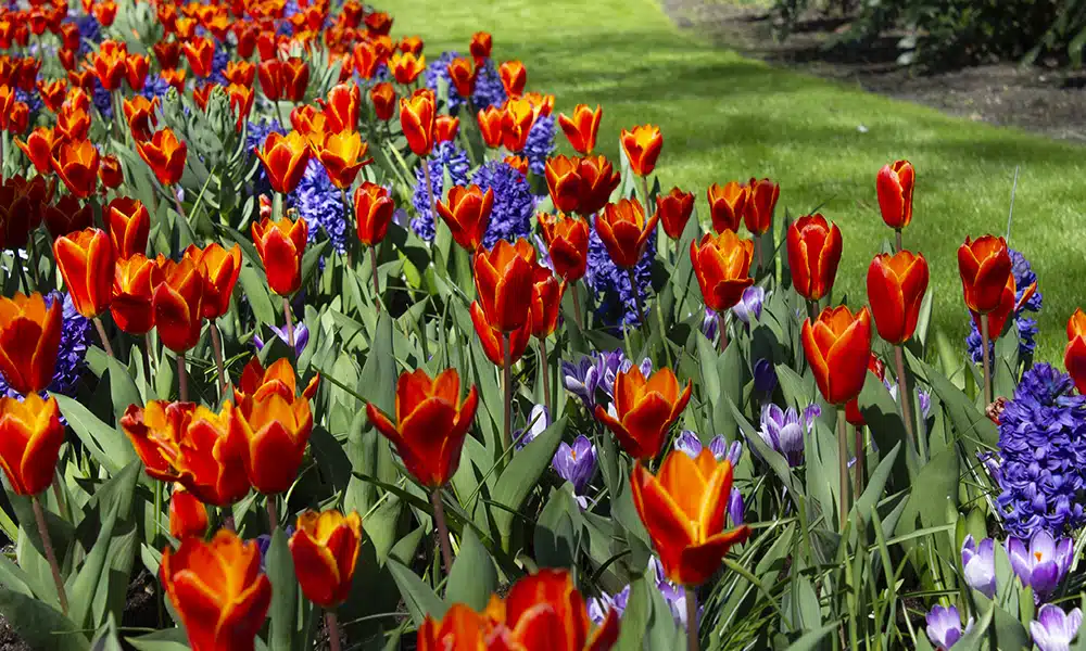 Keukenhof, el parque de tulipanes de Holanda | Chica en ruta